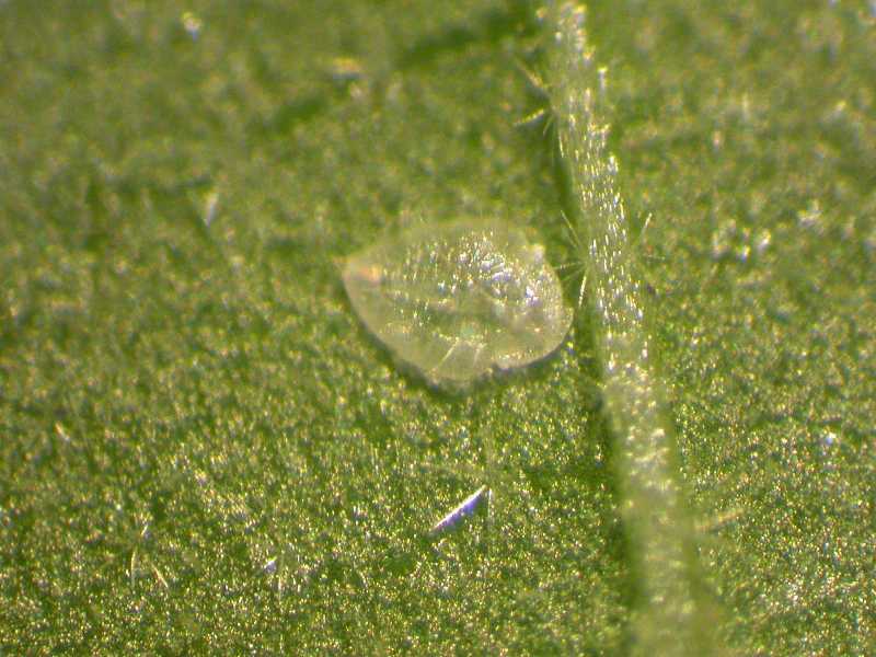Whitefly - indoors